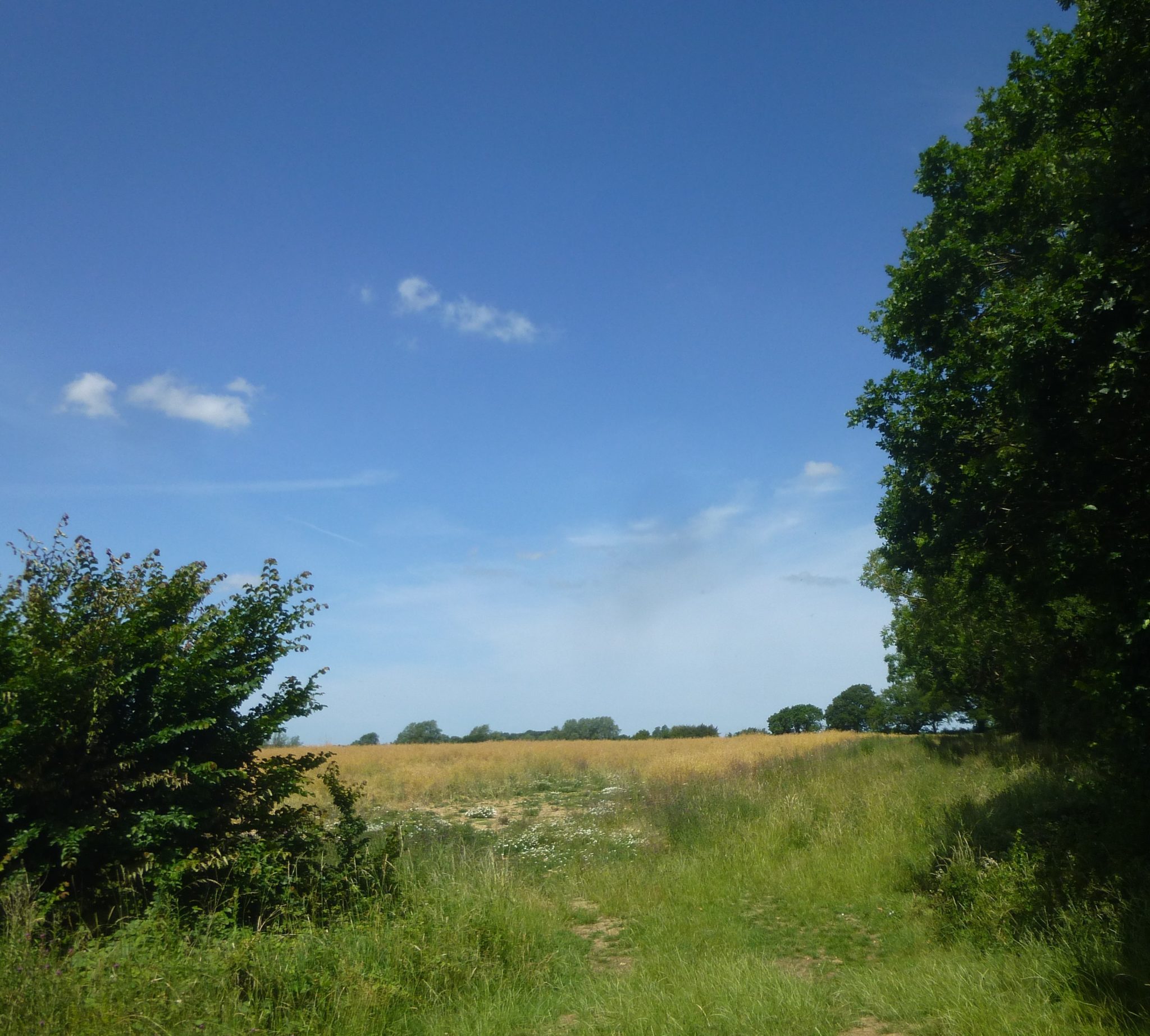 Flowers of the June Field - Sally Pudney